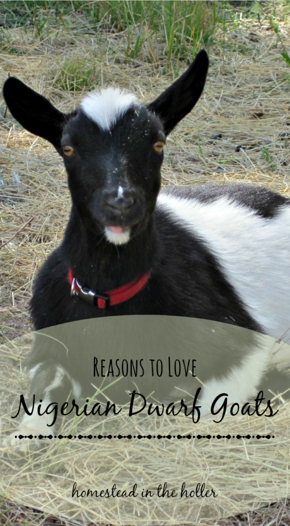 Why We Love Nigerian Dwarf Goats - Homestead In The Holler