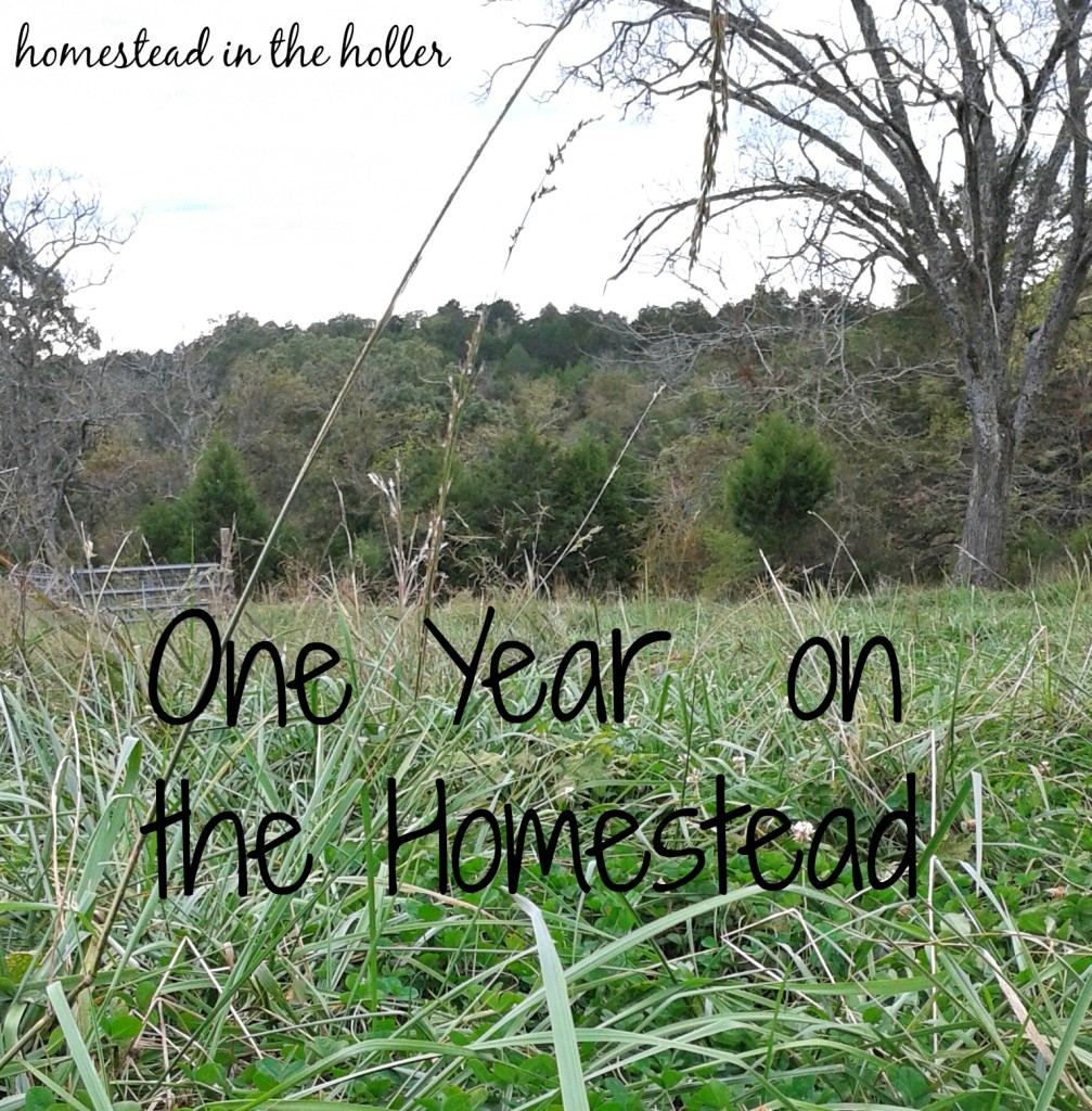 It's Been One Year on the Homestead - Homestead In The Holler