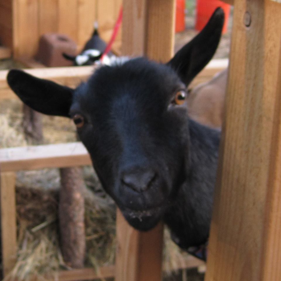 Homestead In The Holler - Permaculture in an Ozark Holler