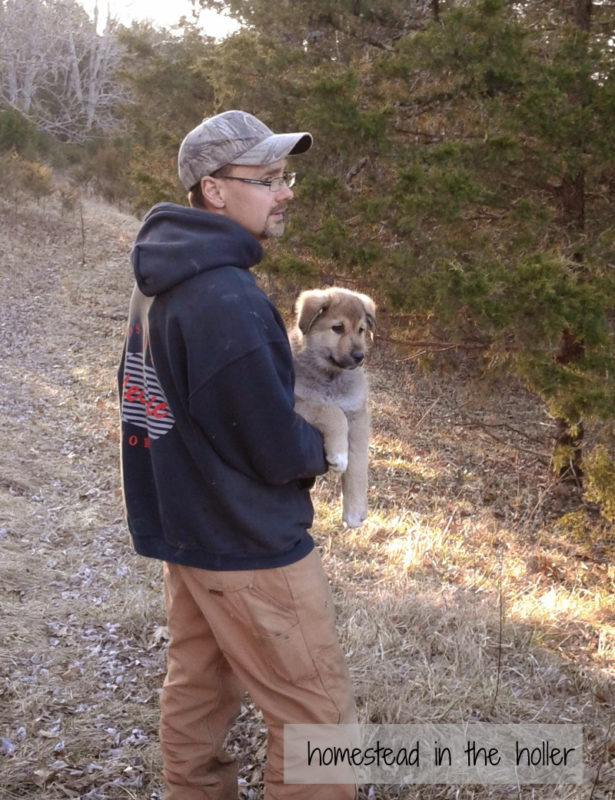About - Homestead In The Holler